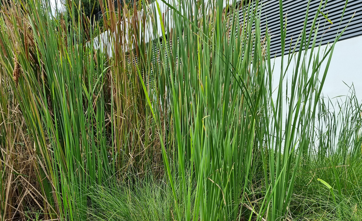 AtlanBio | Bioretention Filter Media | Formerly SPELBio