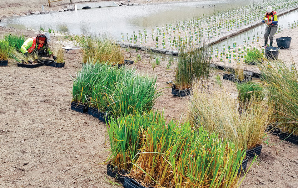 Floating Wetlands | Stormwater Wetlands | Atlan New Zealand