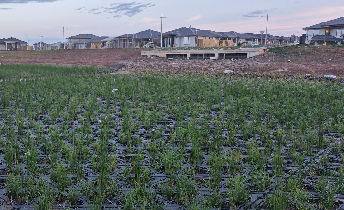 Floating Wetlands | Stormwater Wetlands | Atlan New Zealand