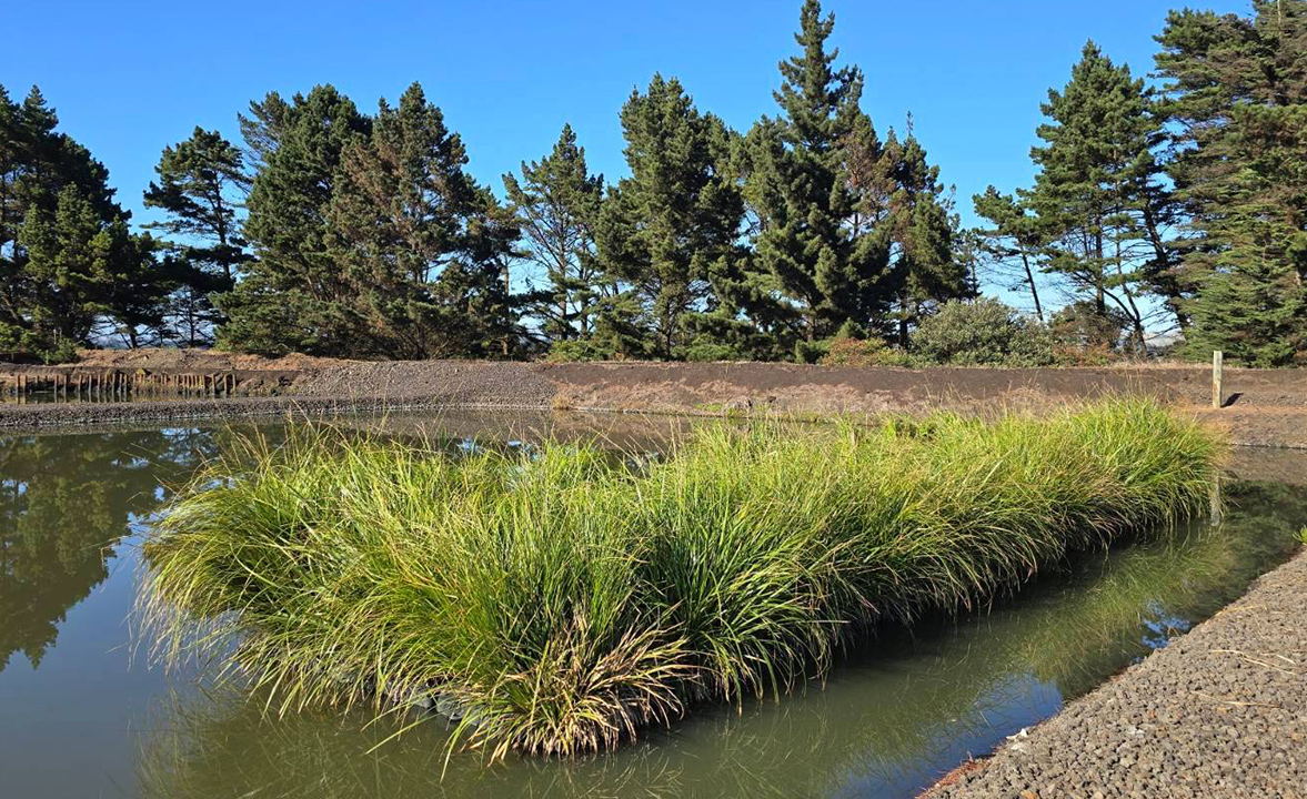 Floating Wetlands | Stormwater Wetlands | Atlan New Zealand